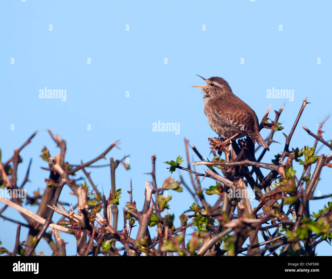 British bird garden wren spring hi-res stock photography and images - Alamy