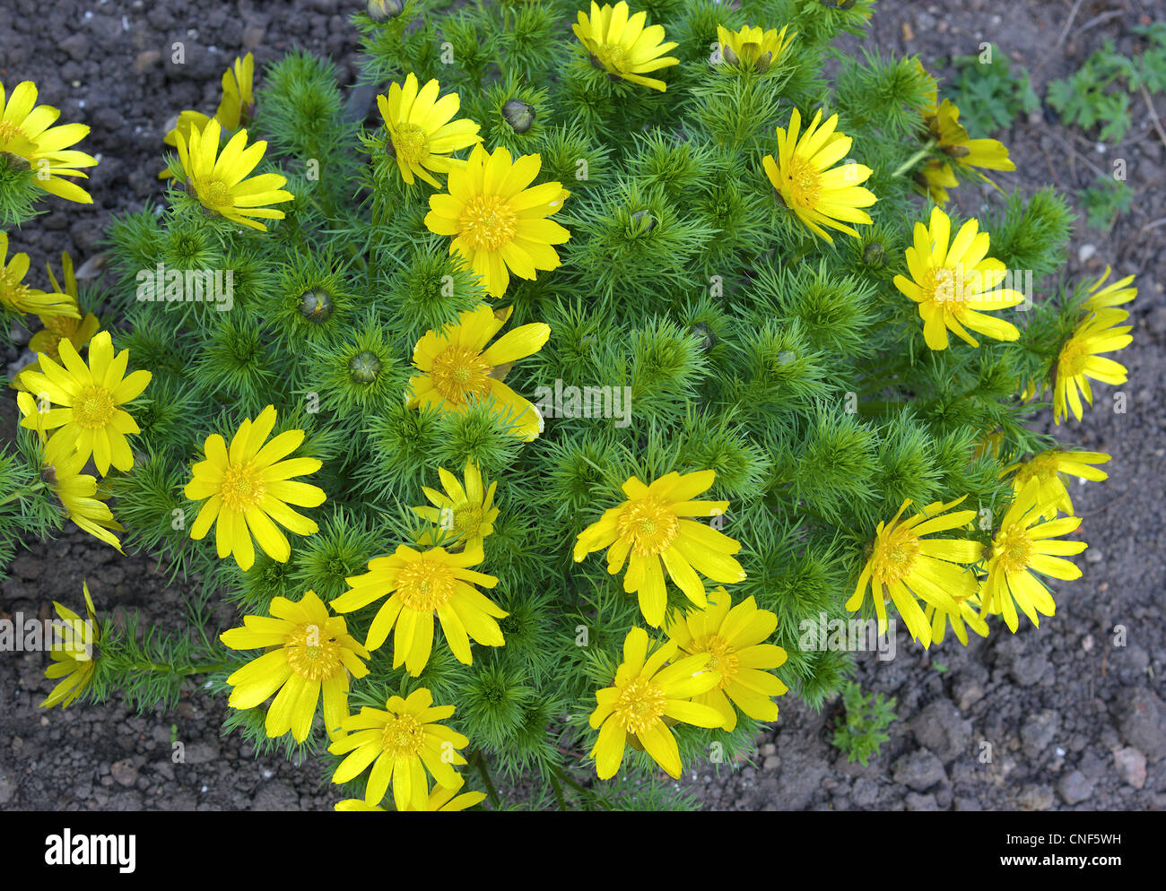 Spring adonis Pheasan's eye yellow spring flowers close up Adonis ...