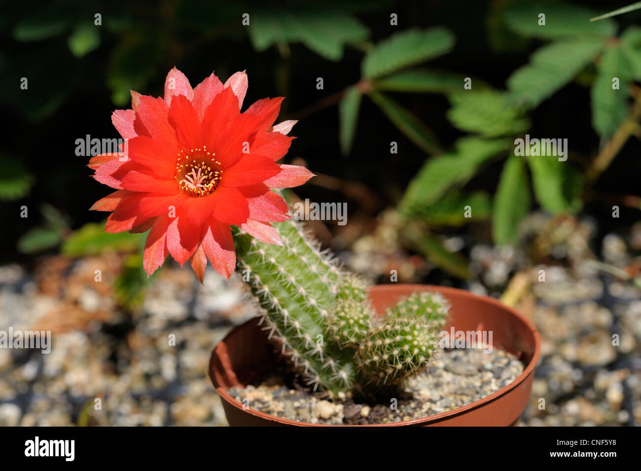 Francheska hi-res stock photography and images - Alamy