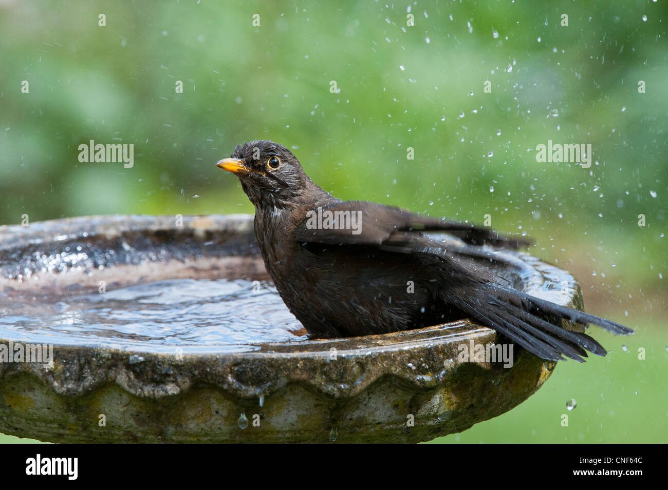 Turdus merula. Female blackbird washing in a bird bath Stock Photo - Alamy