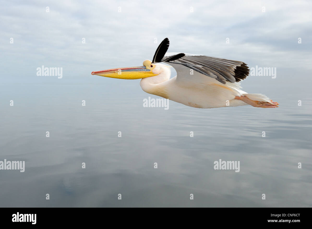 Side view pelican hi-res stock photography and images - Alamy