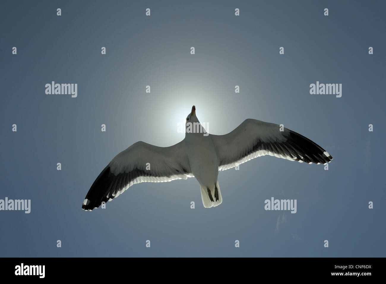 Bold seabird silhouette hi-res stock photography and images - Alamy