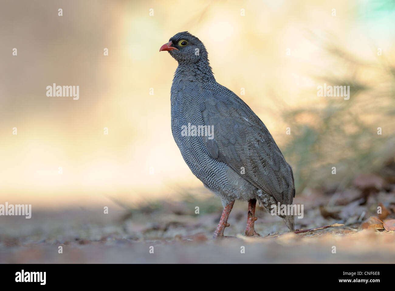Red billed spurfowl hi-res stock photography and images - Alamy