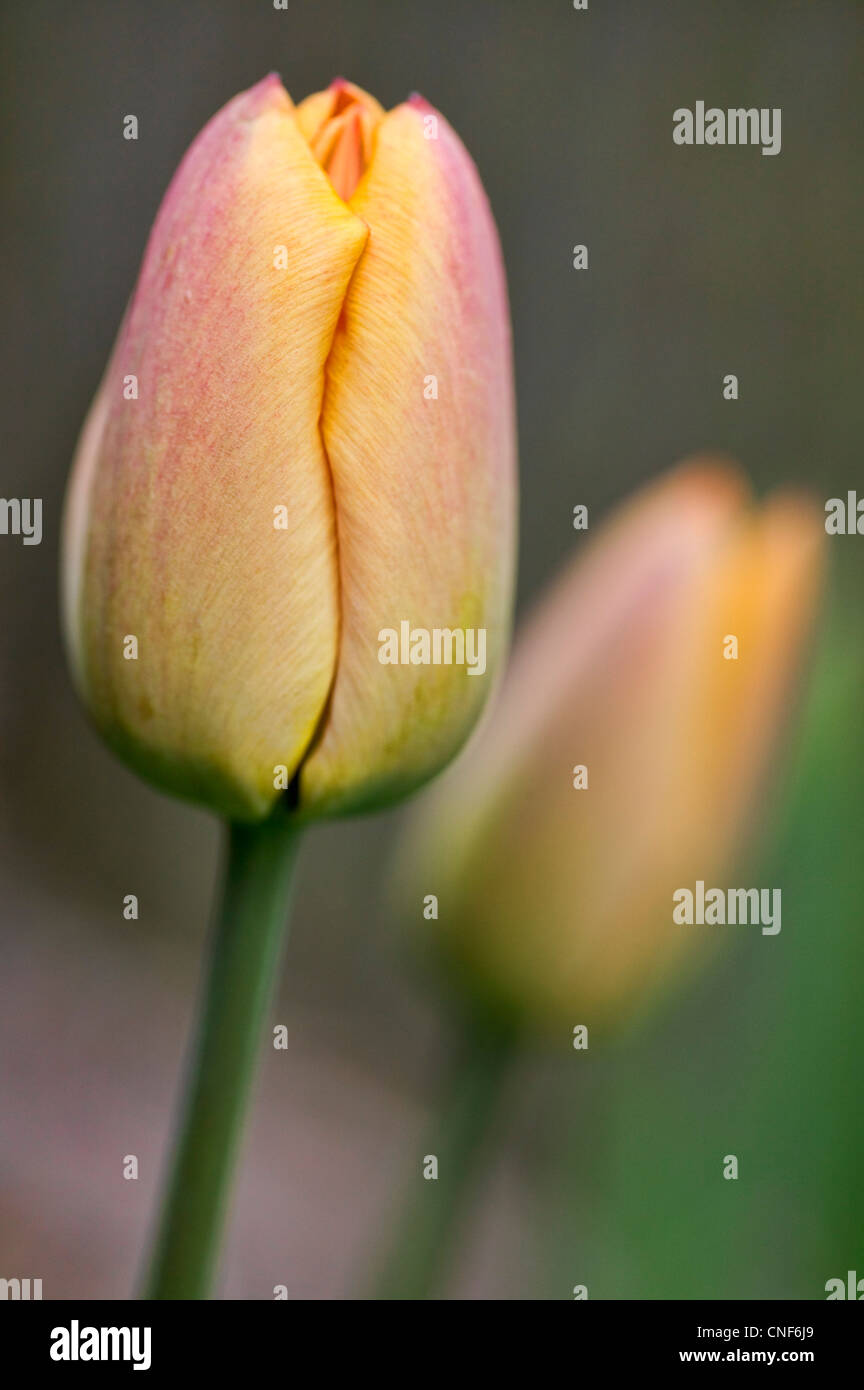 Tulips begin to open Stock Photo - Alamy