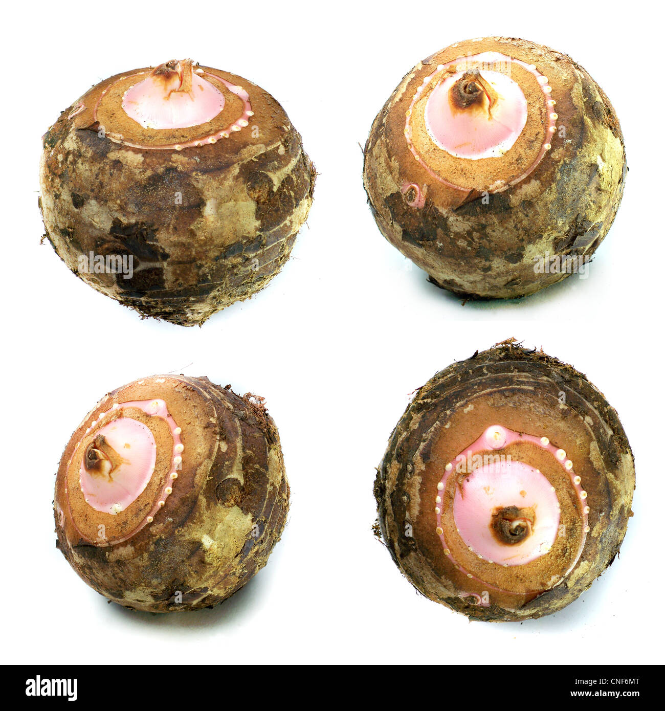 Taro Root Vegetable Isolated on White background Stock Photo - Alamy