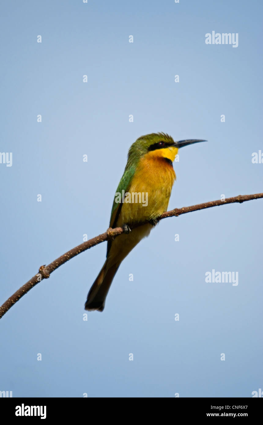 Gambia bird hi-res stock photography and images - Alamy
