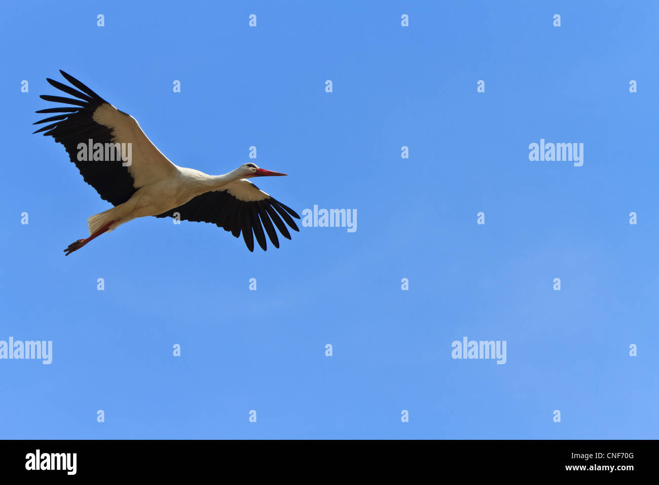 stork in flight Stock Photo - Alamy