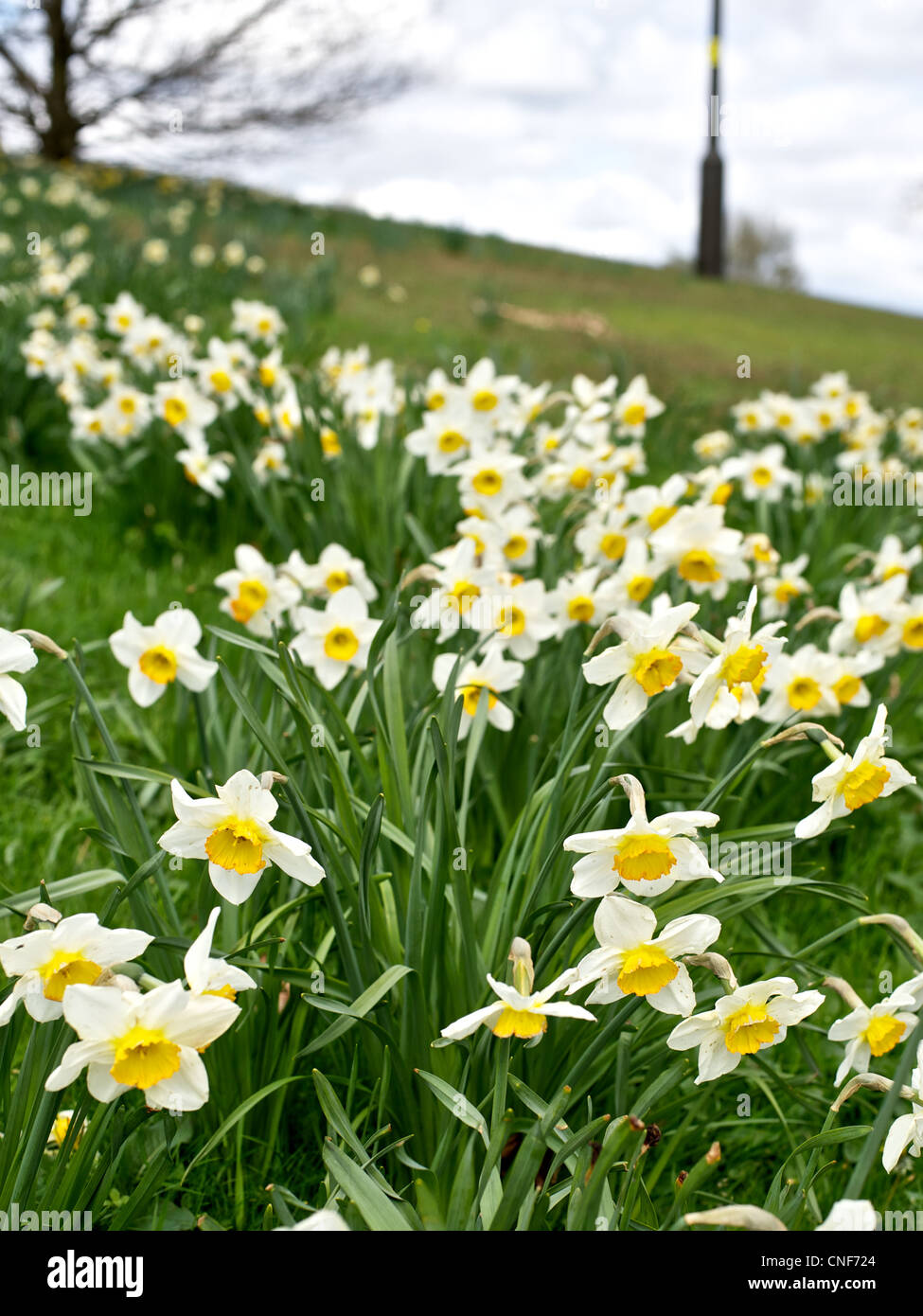 Memorial park golf hi-res stock photography and images - Alamy