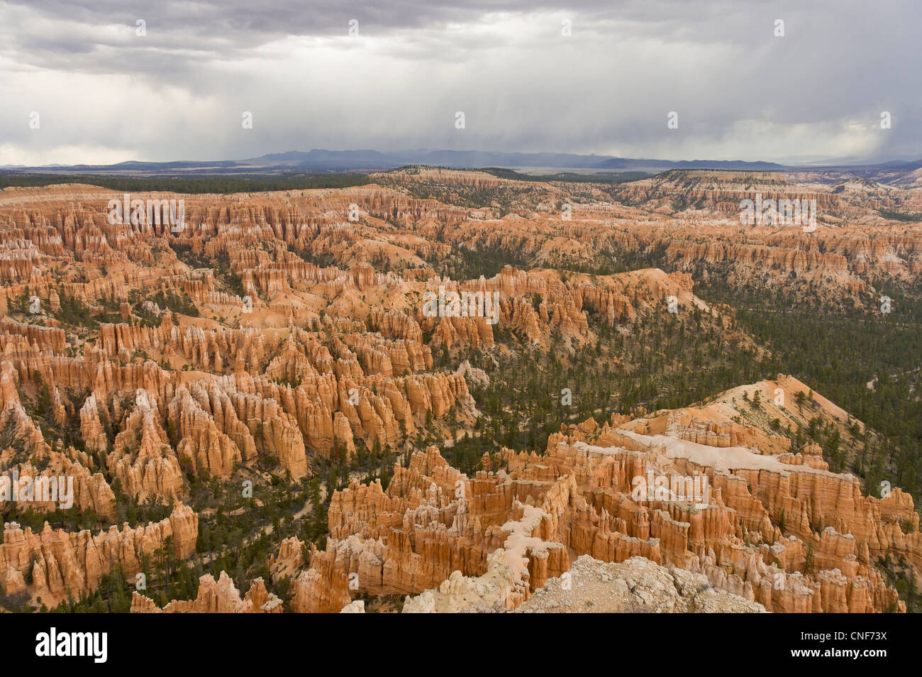 pink hoodoos and pine trees of Fairyland Point at Bryce National Park ...