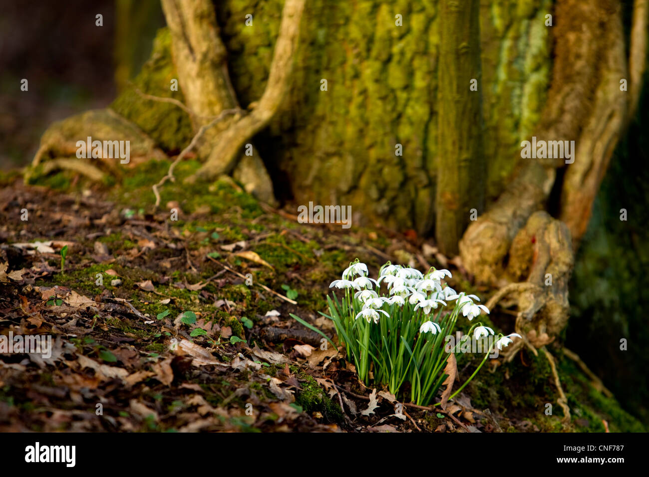 A bunch of snowdrops, on the right of the photo, on a mound at the base ...