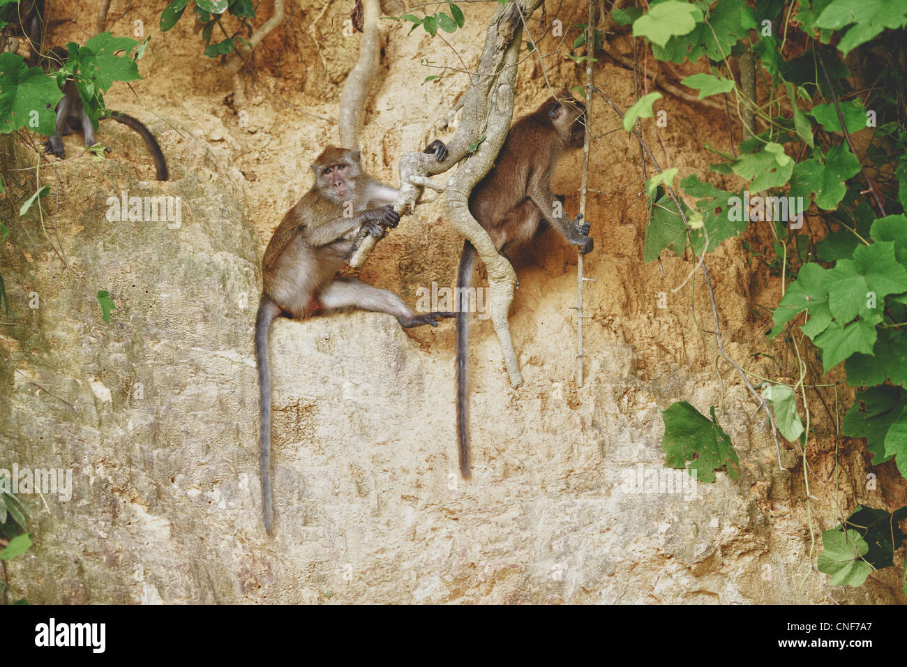 Monkey big eyes hi-res stock photography and images - Alamy