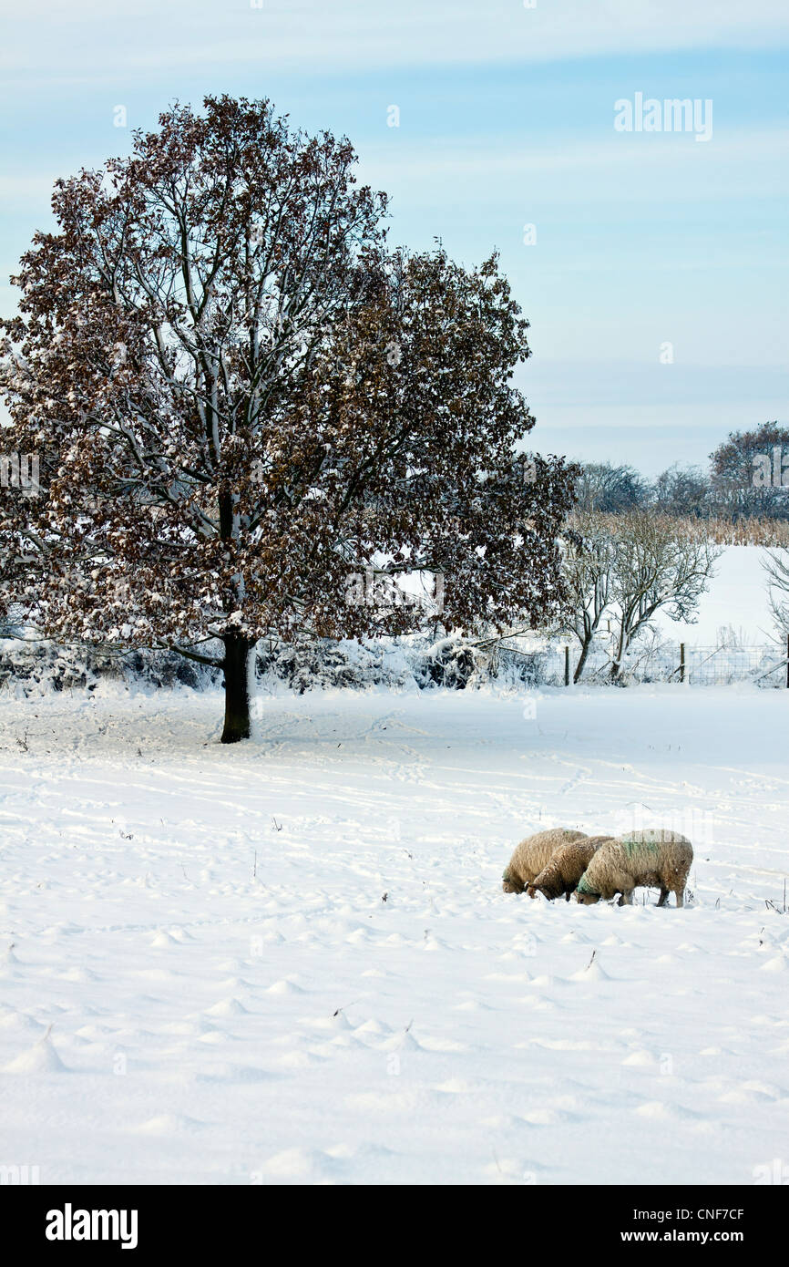Country scene tree sheep hi-res stock photography and images - Alamy