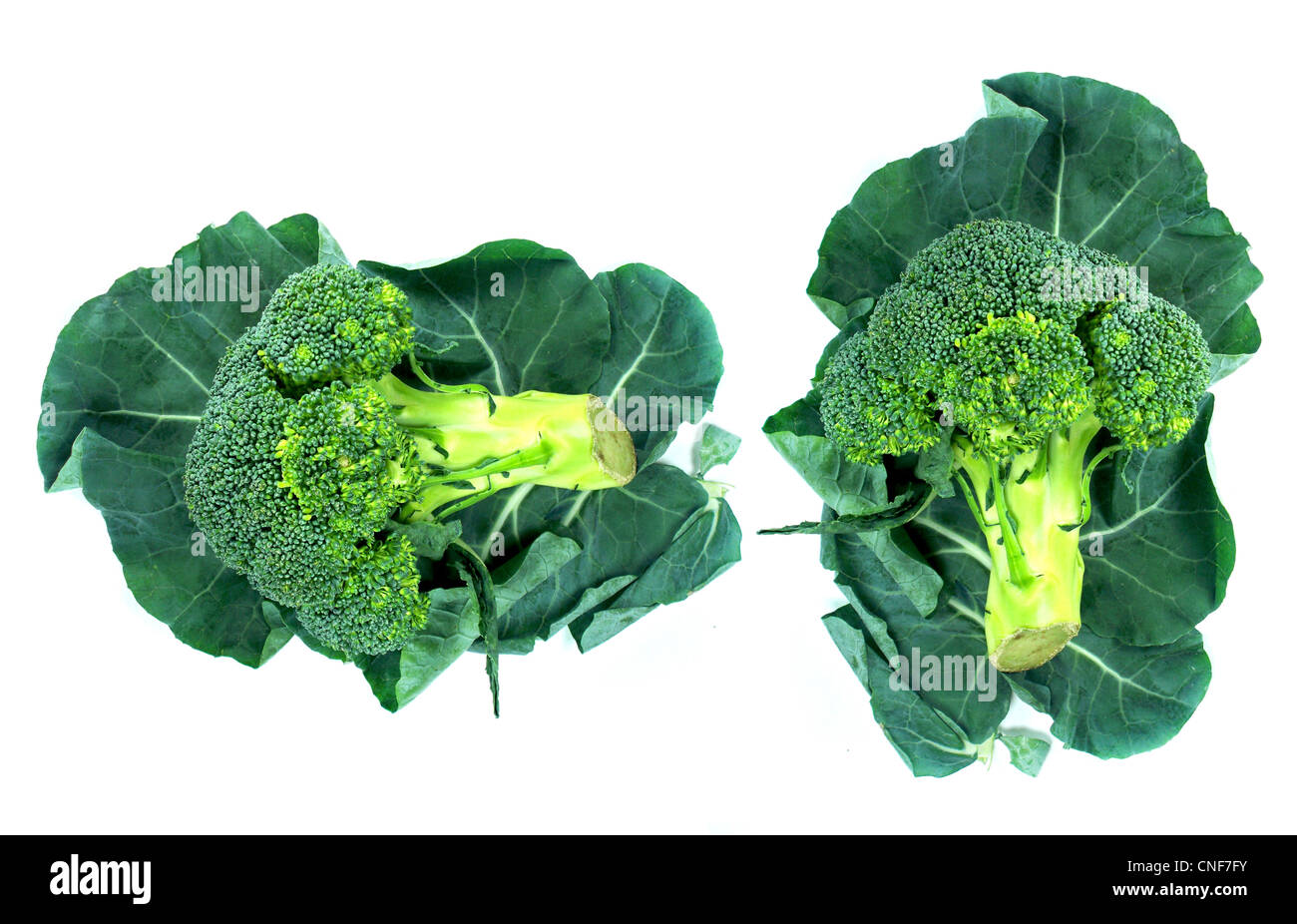 broccoli and Leaf on a white background Stock Photo - Alamy