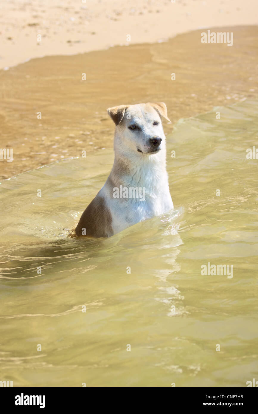 White lab at the beach hi-res stock photography and images - Alamy