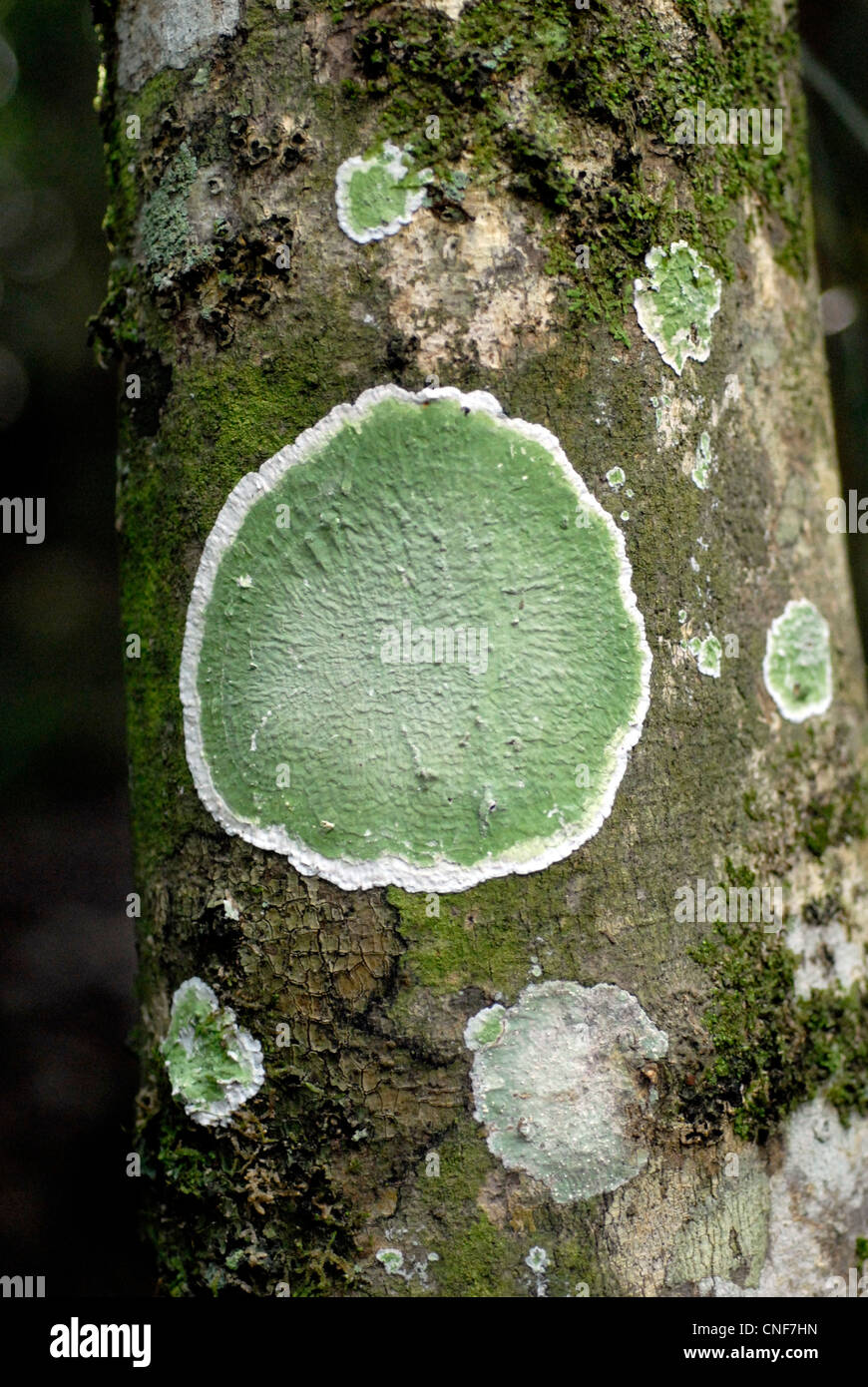 Lichen on tree in rain forest in Lamington National Park Queensland ...