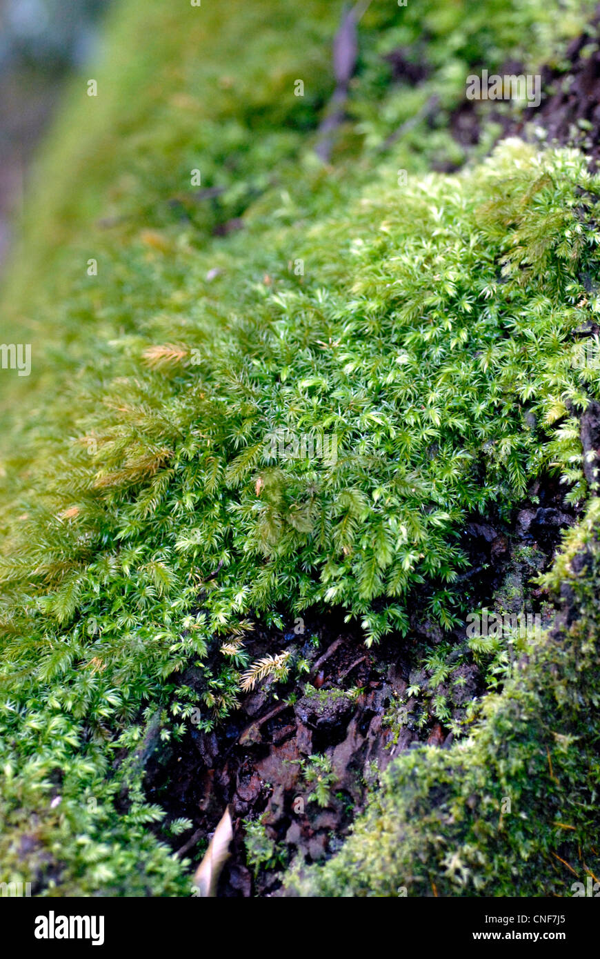 Moss growing on rain forest in Lamington National Park Queensland ...