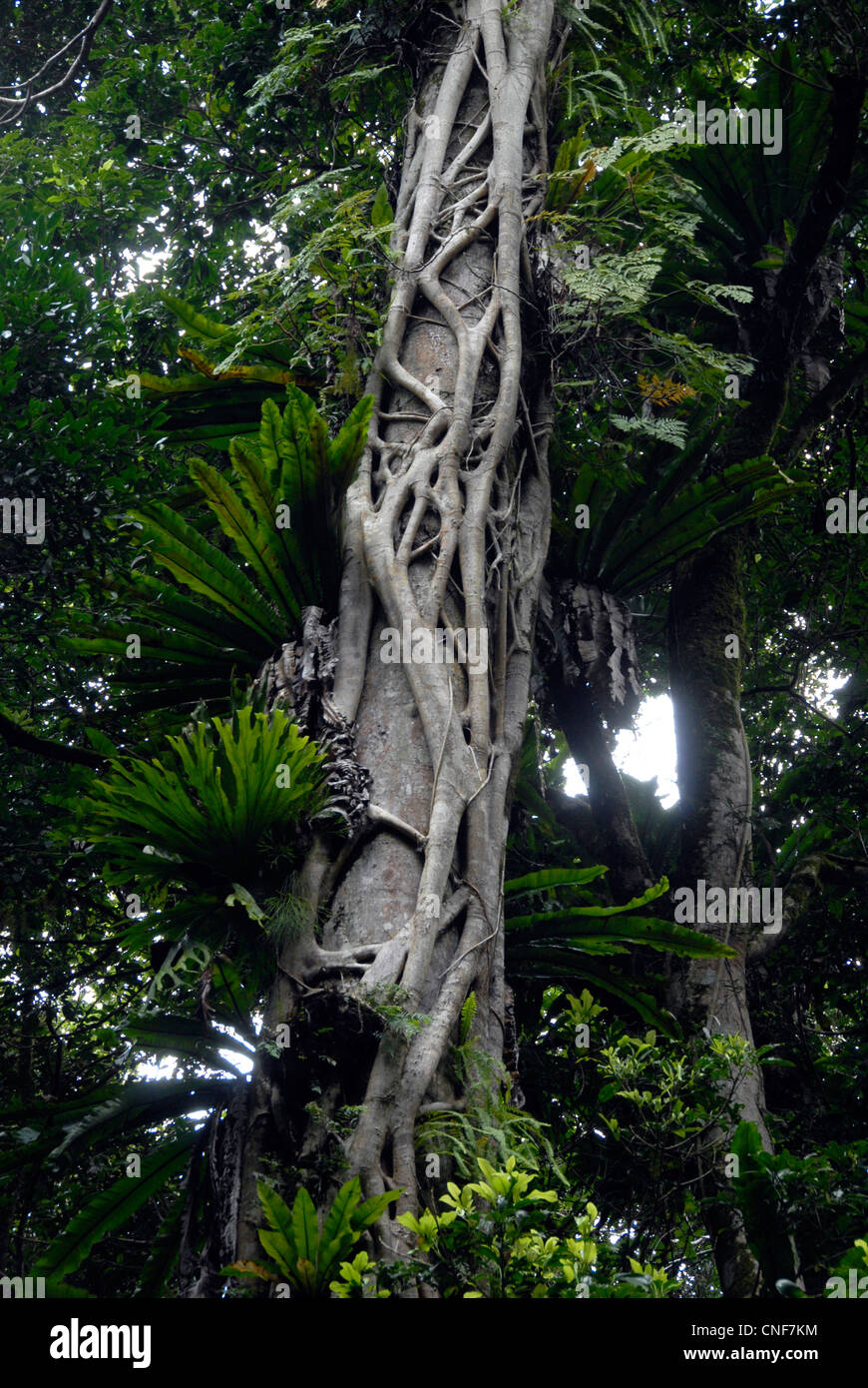 Strangler fig rain forest in Lamington National Park Queensland ...