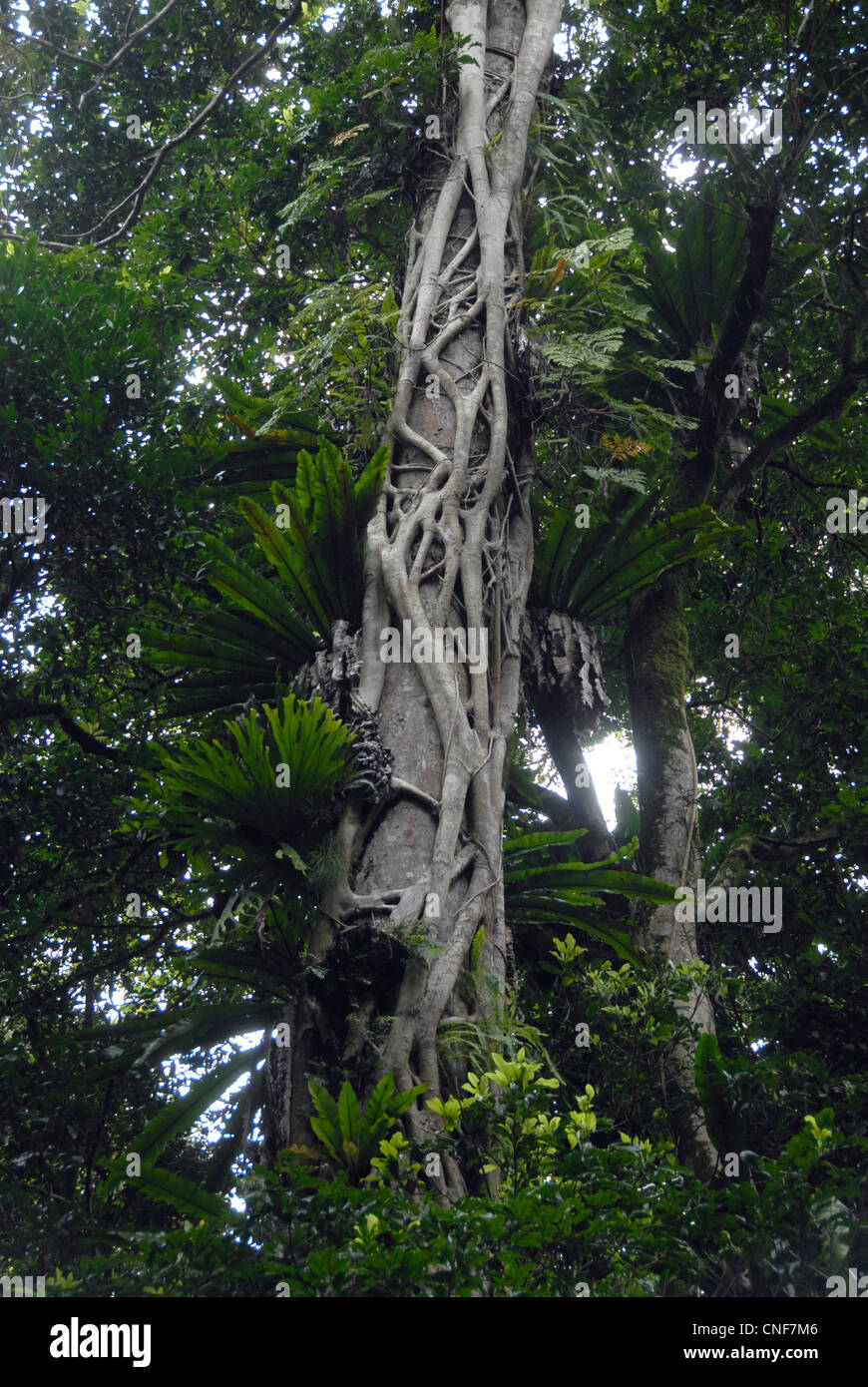 Strangler fig on rain forest tree in Lamington National Park Queensland ...