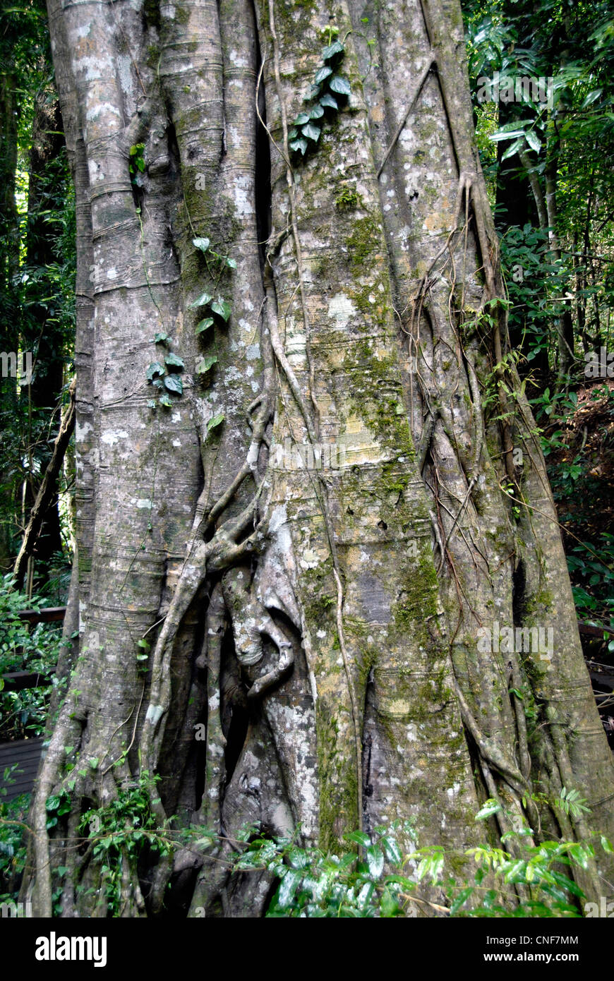 Giant rainforest trees in Lamington National Park Queensland Australia ...