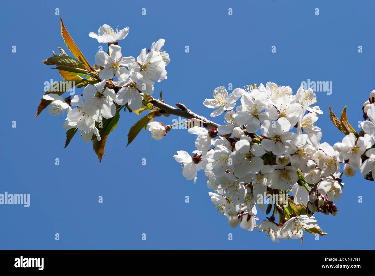 blooming cherry branch Stock Photo - Alamy