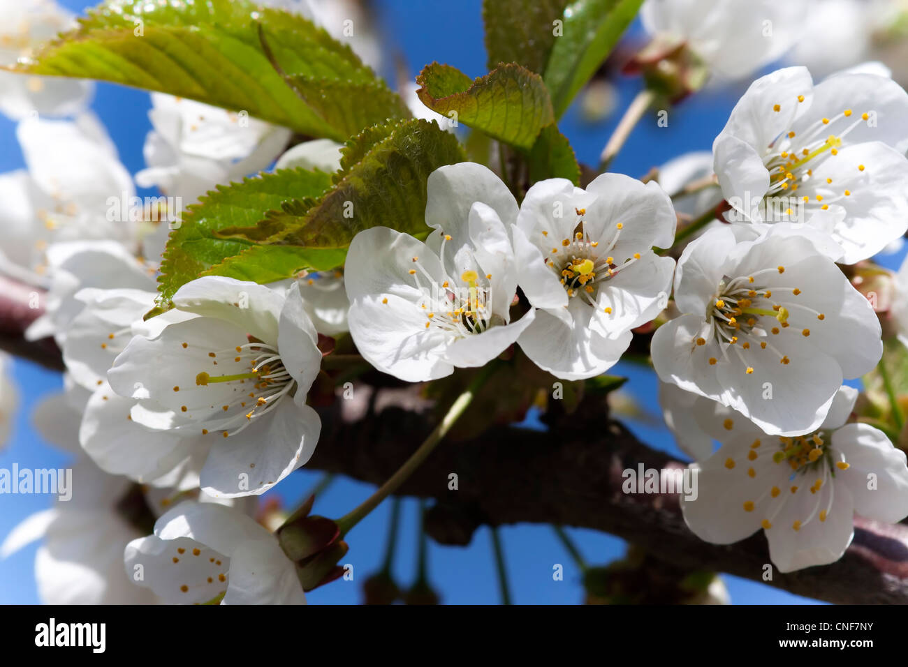 Detail of blooming cherry branch Stock Photo - Alamy