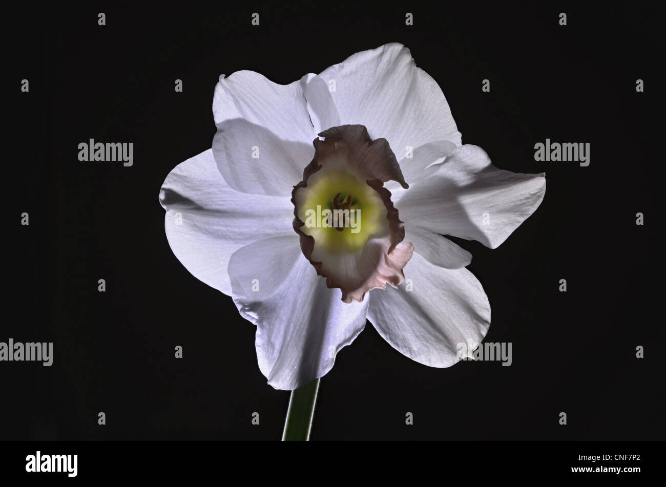 Close-up studio photograph of a Daffodil under artificial light Stock ...