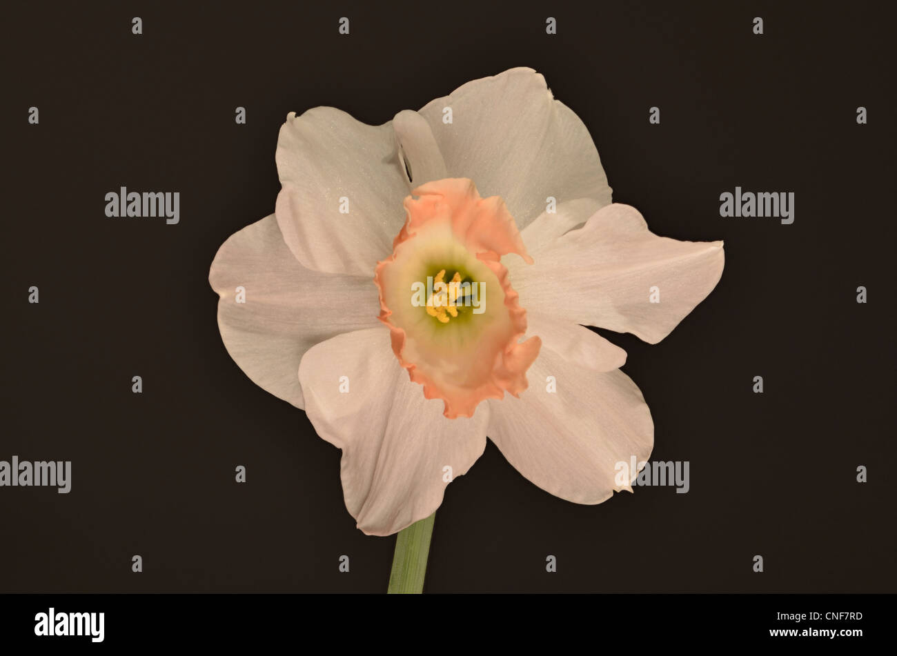 Close-up studio photograph of a Daffodil under artificial light Stock ...