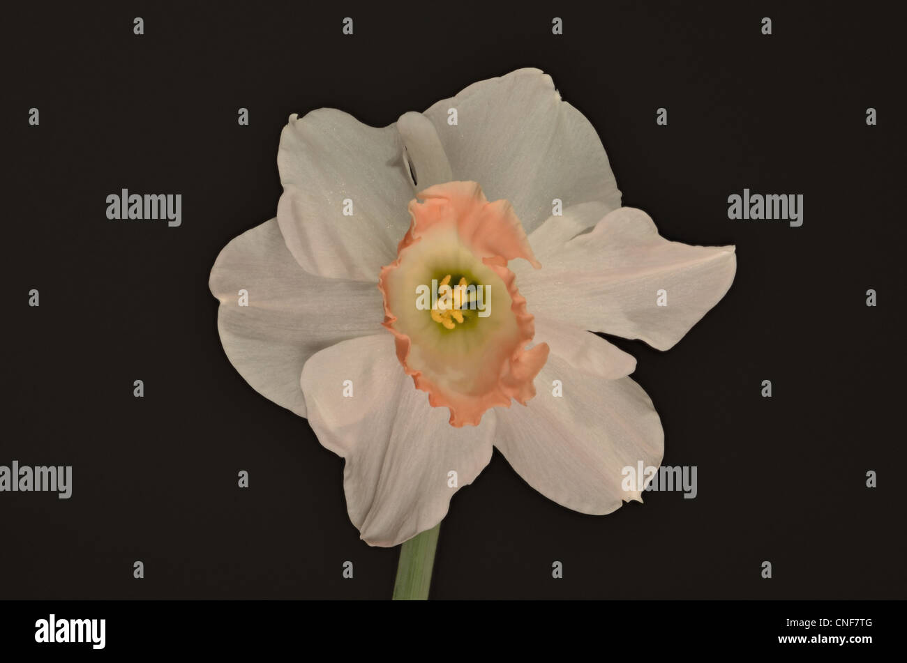 Close-up studio photograph of a Daffodil under artificial light Stock ...