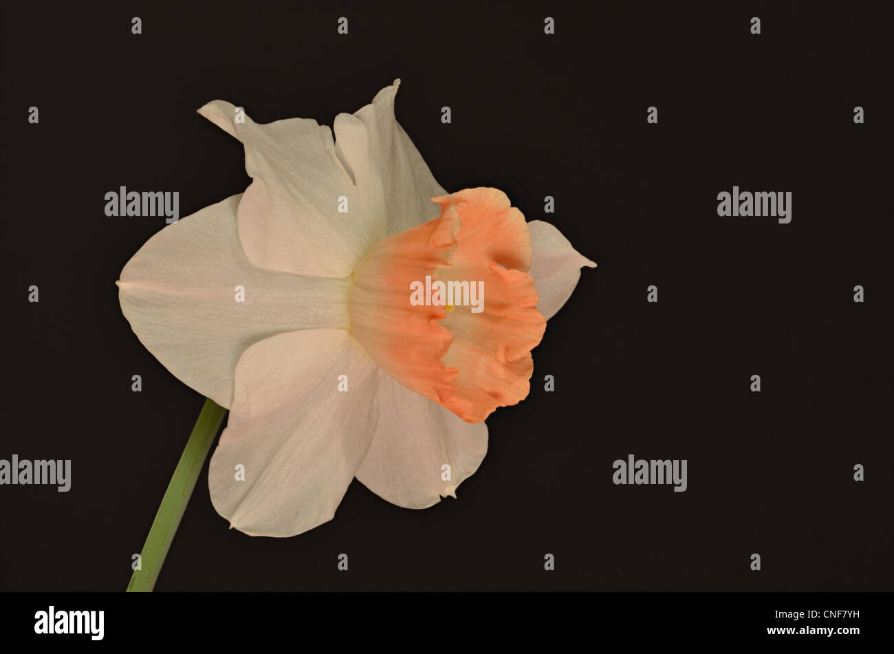 Close-up studio photograph of a Daffodil under artificial light Stock ...