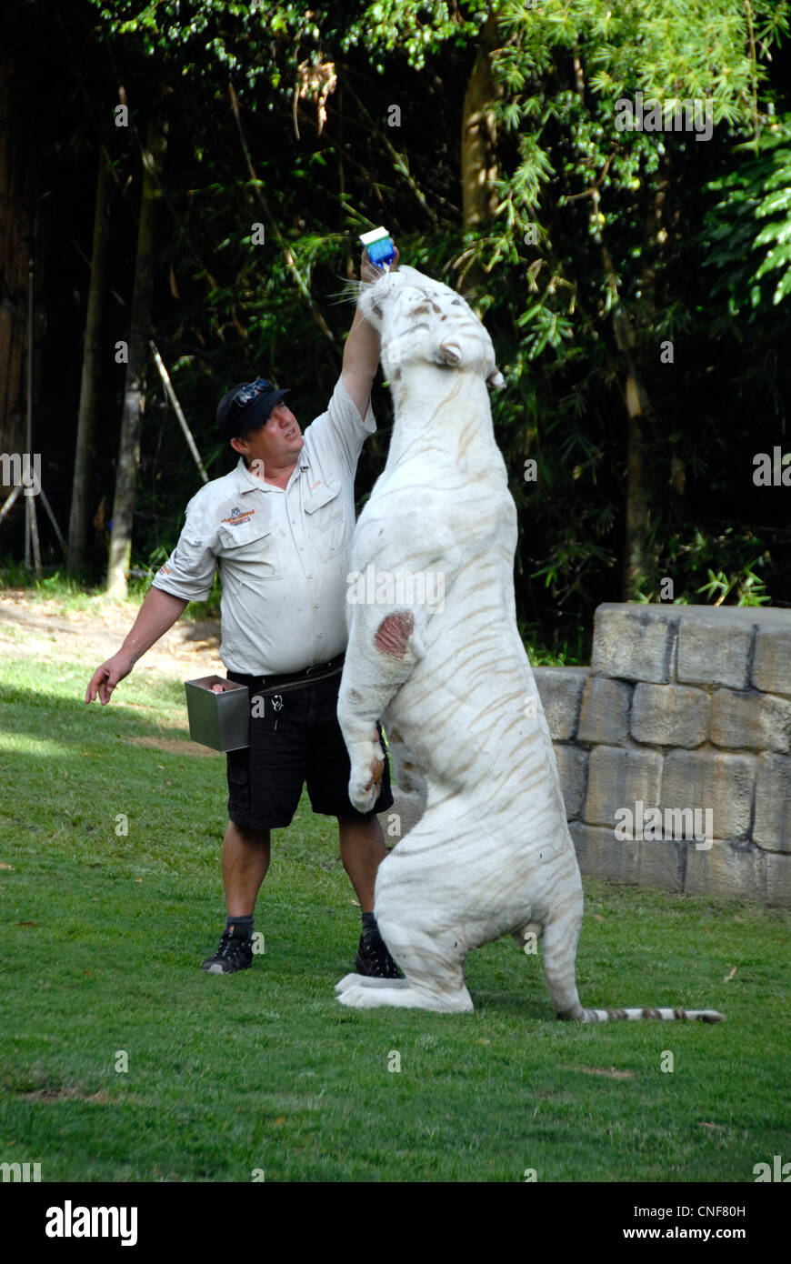 Bengal Tigers performing at Dreamworld theme park Gold Coast ...