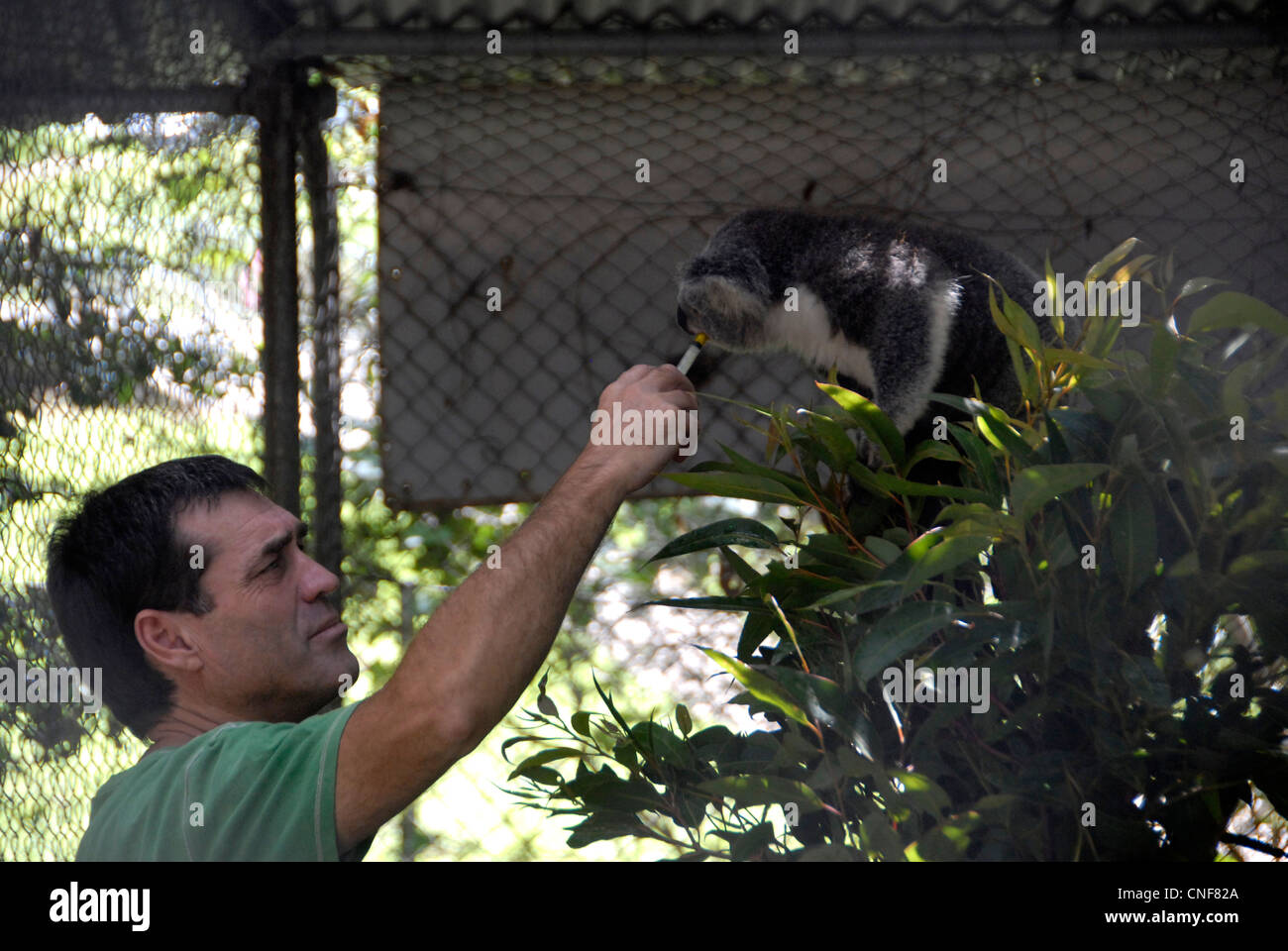 Koalas australia sick hi-res stock photography and images - Alamy