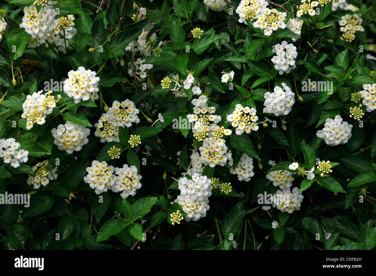 French polynesia flower hi-res stock photography and images - Alamy
