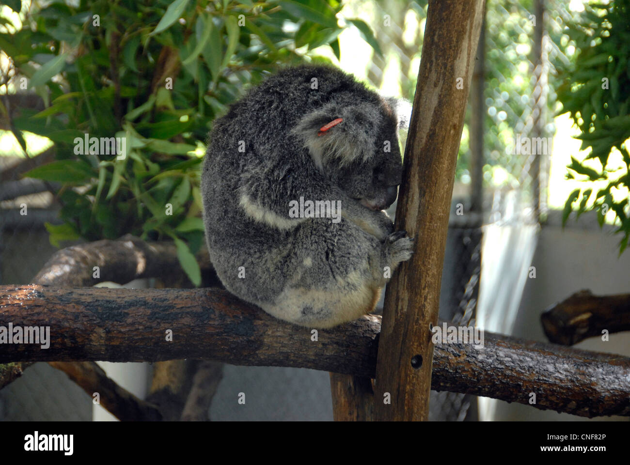 Koalas being cared for at Koala Care and Research center caring for ...