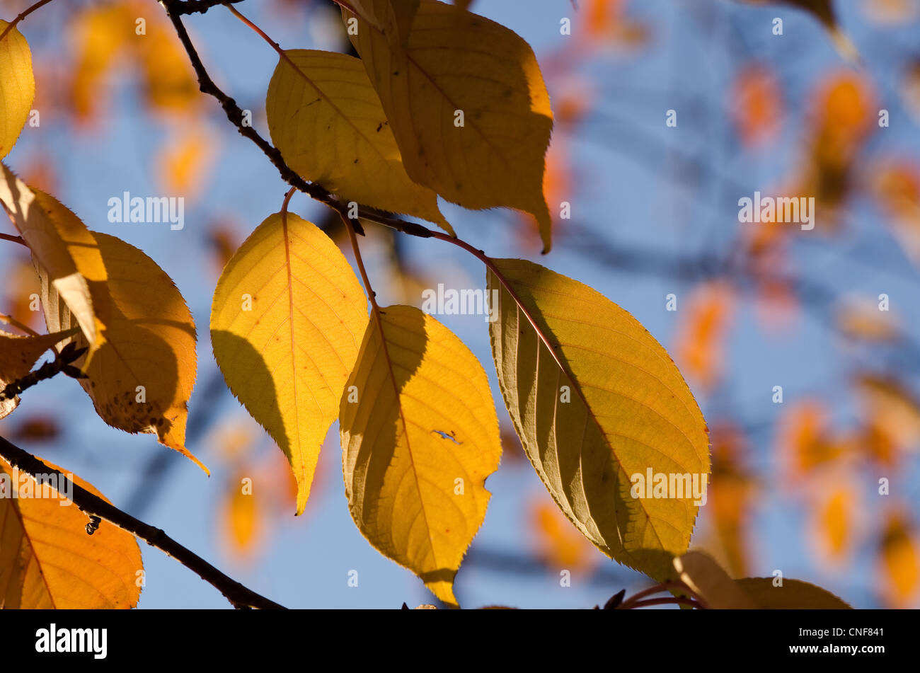 Japanese cherry tree fall hi-res stock photography and images - Alamy