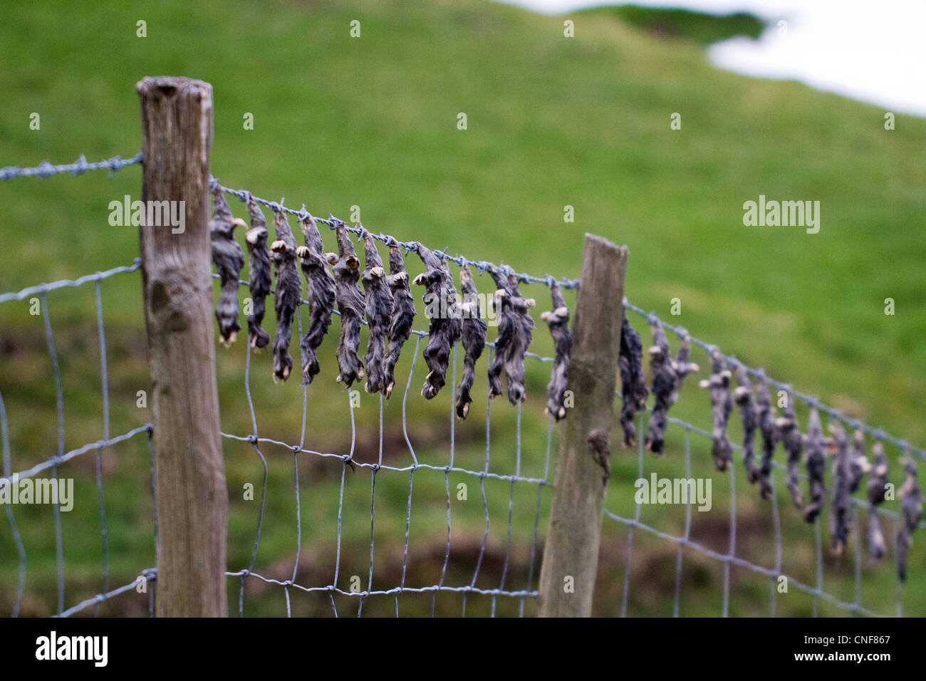 Dead moles on fence Stock Photo - Alamy