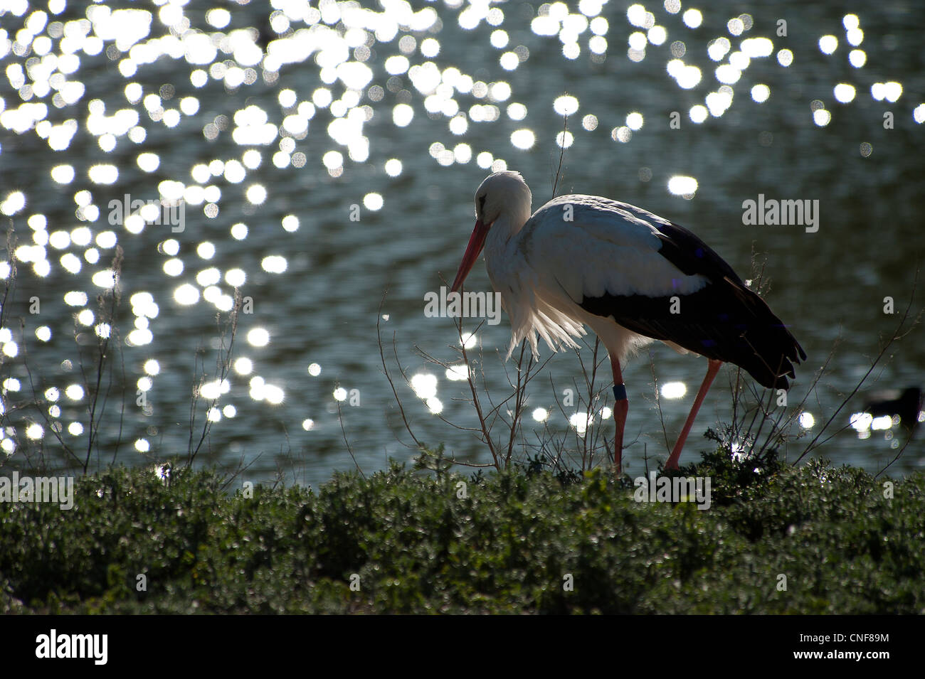 Ciguena hi-res stock photography and images - Alamy