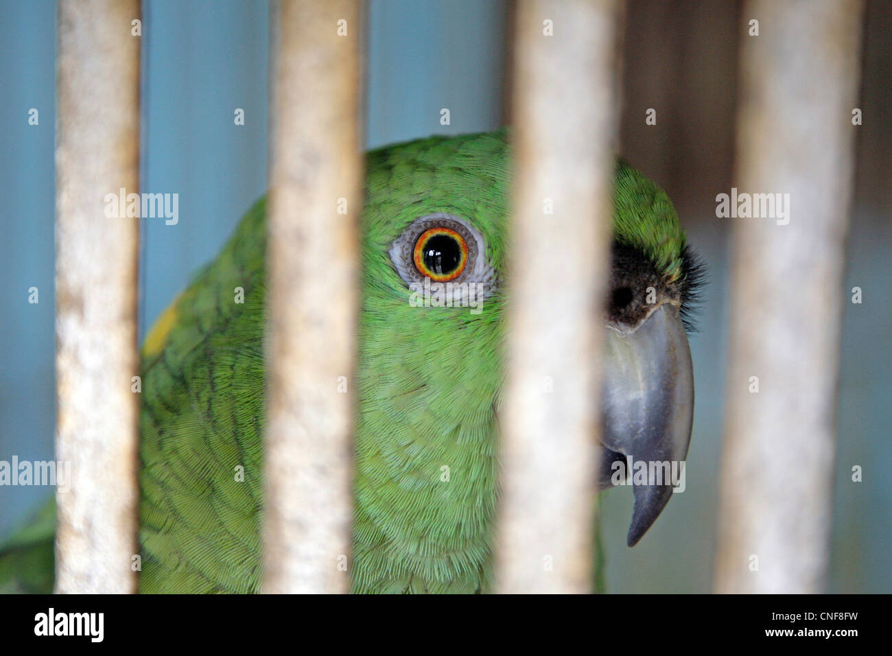 Sad Parrot High Resolution Stock Photography and Images - Alamy