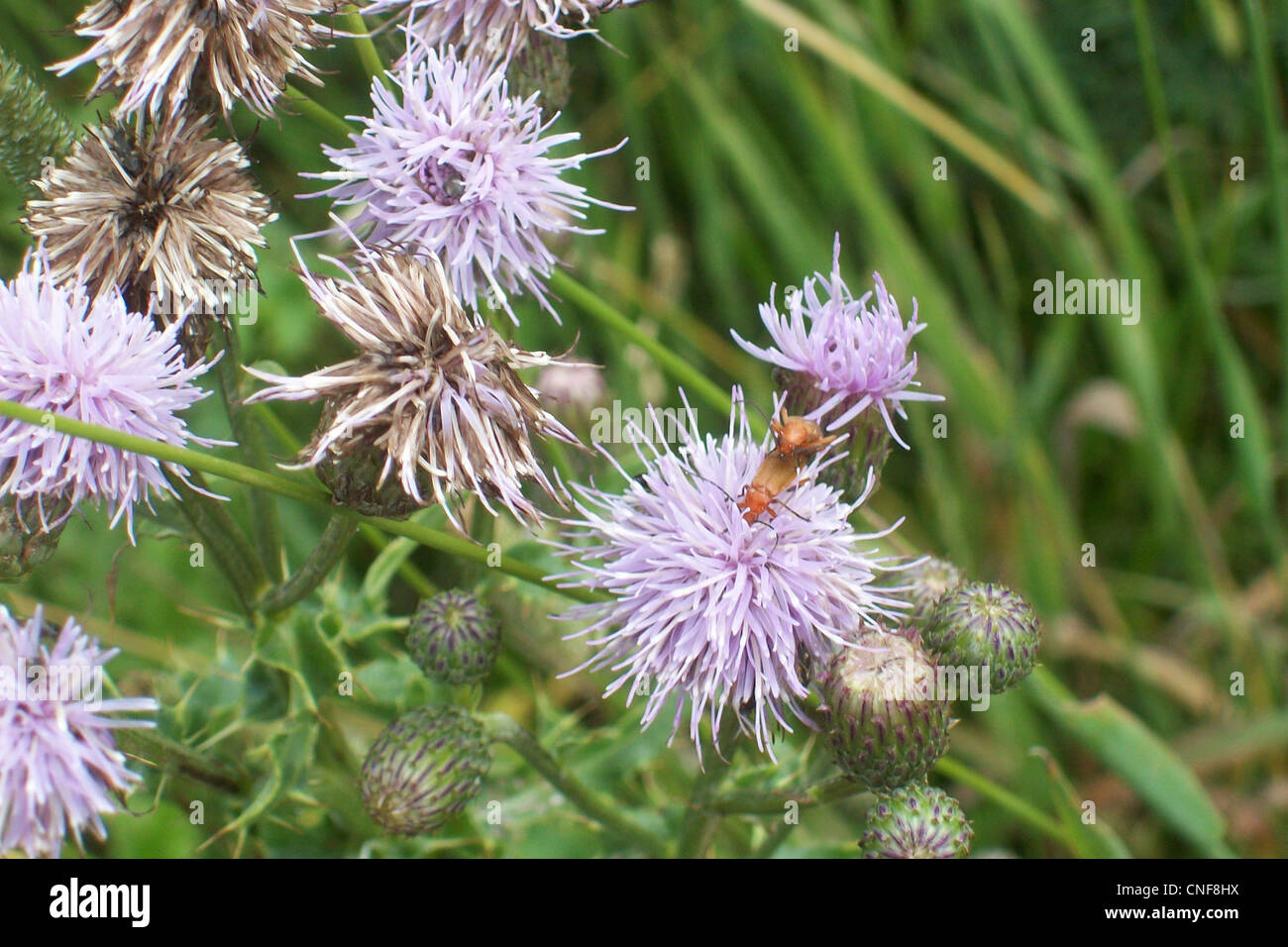 This image captures a pair of insects engaged in mating behavior, which ...