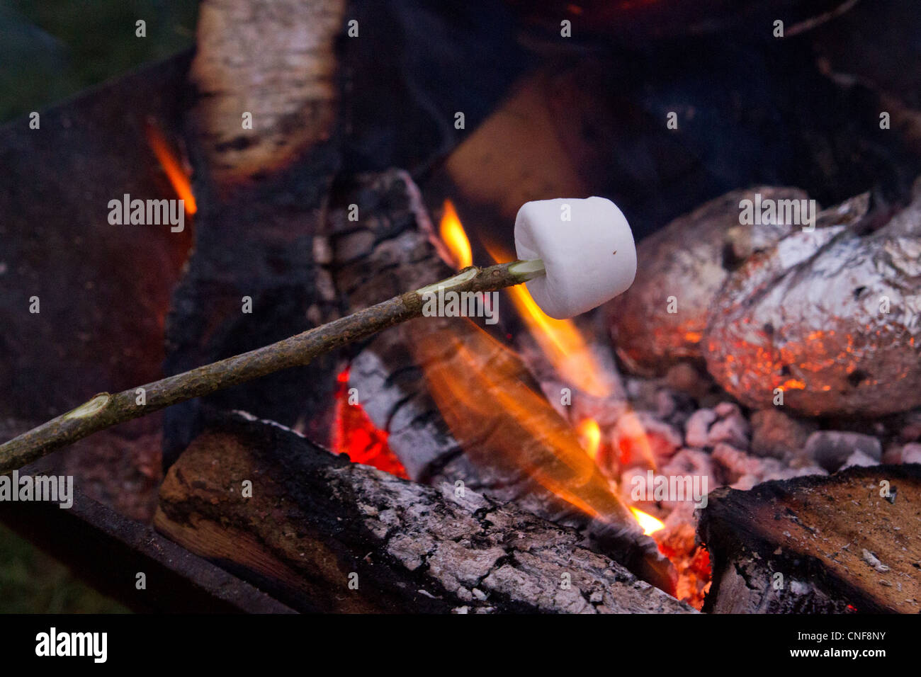 Toasting a marshmallow on an open fire Stock Photo - Alamy