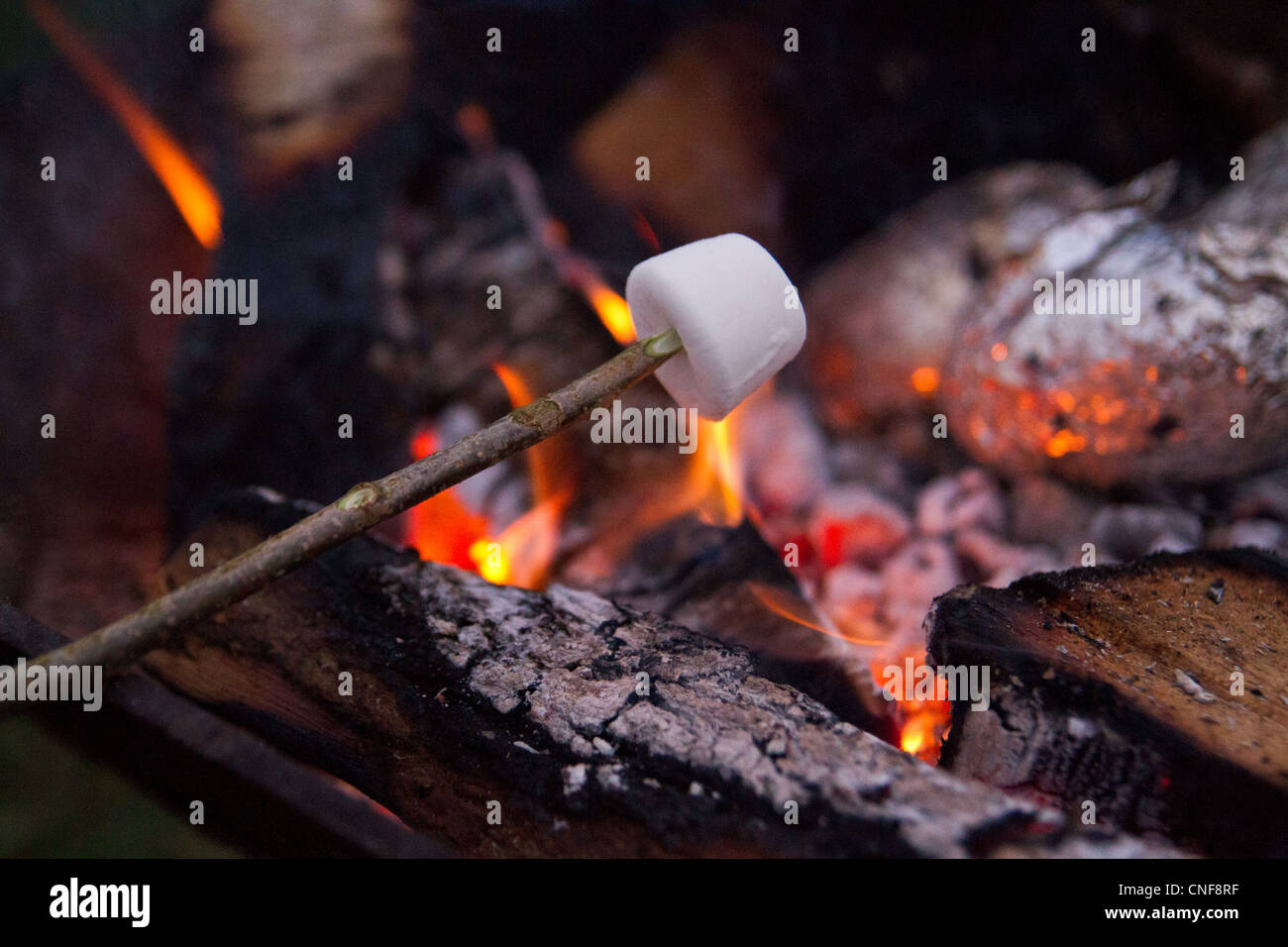 Toasting a marshmallow on an open fire Stock Photo - Alamy