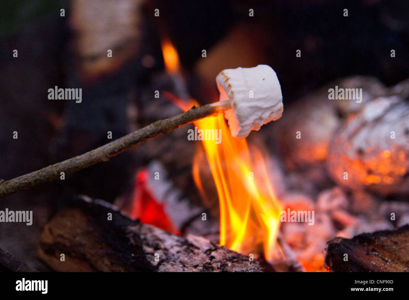 Toasting marshmallows fire hi-res stock photography and images - Alamy