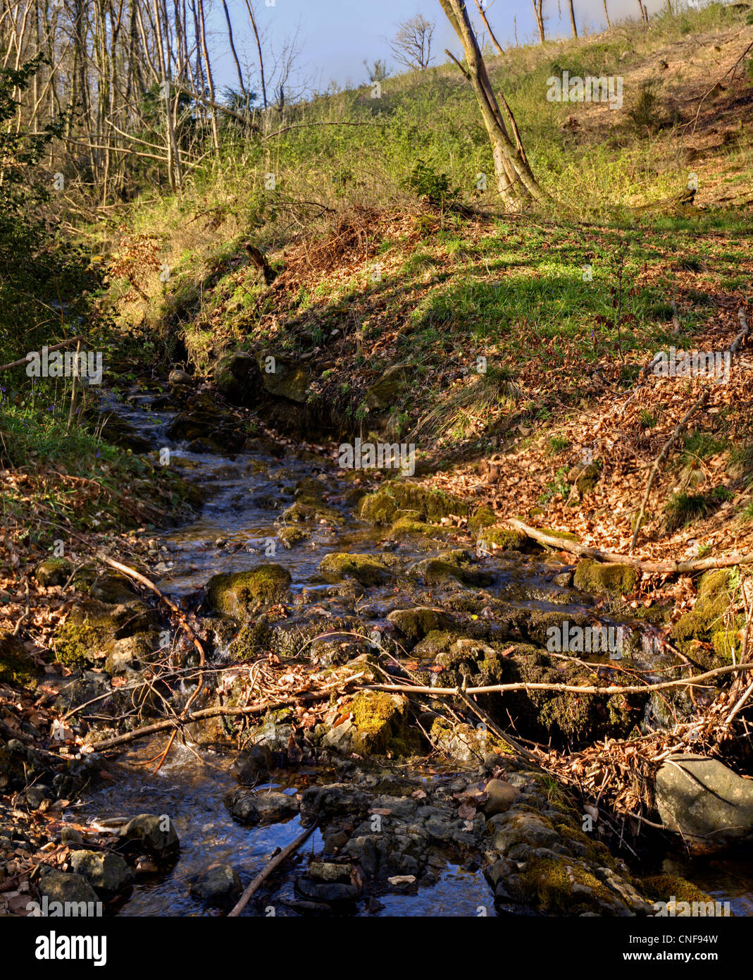 Mountain stream in spring sunshine Stock Photo - Alamy