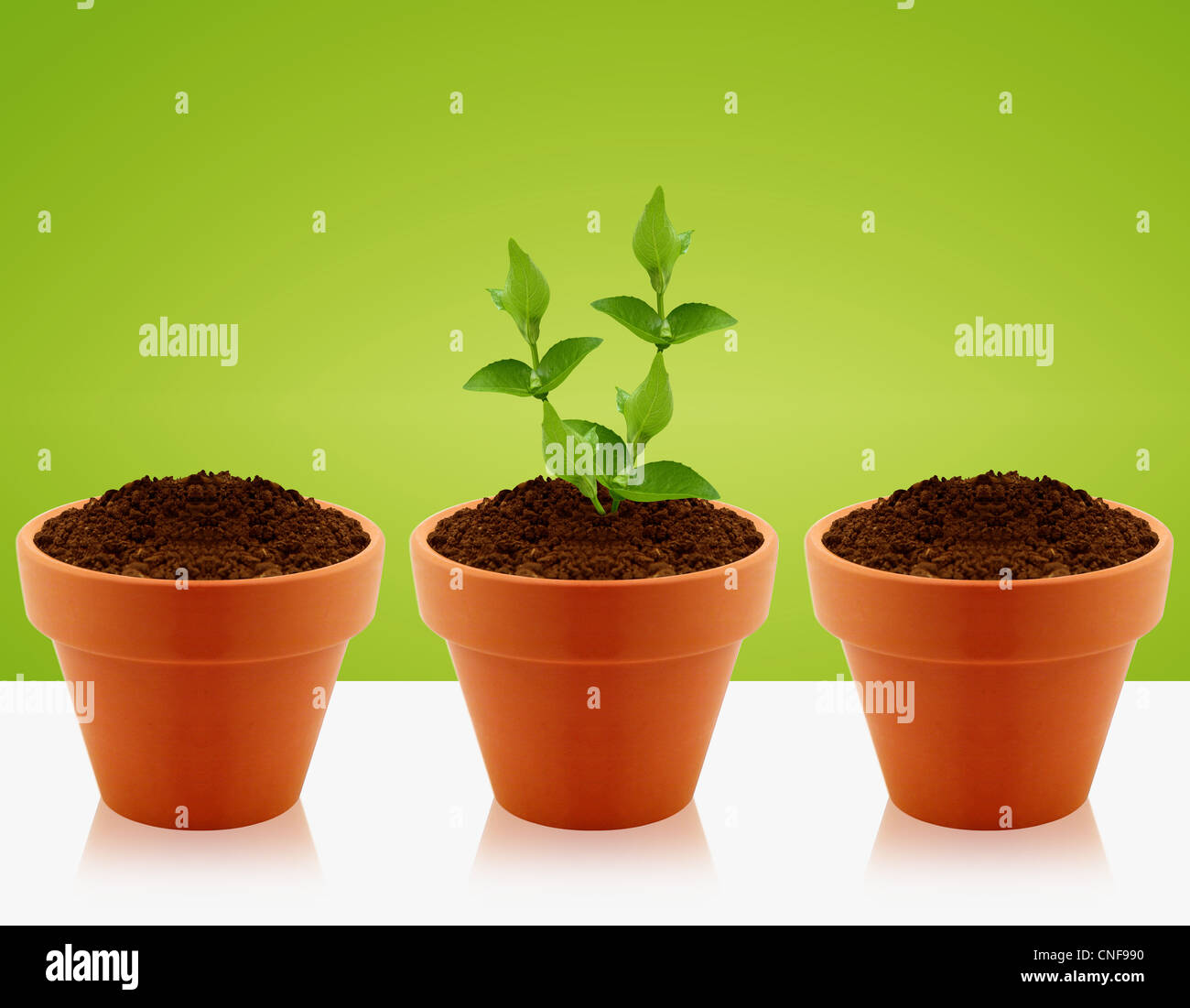 plant growing in garden pot, growing concept Stock Photo - Alamy