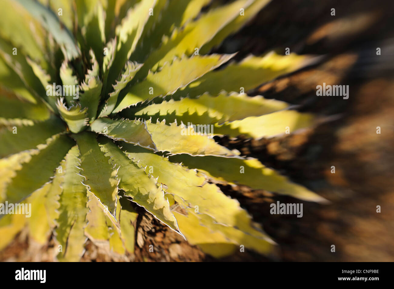 Agave xylonacantha hi-res stock photography and images - Alamy