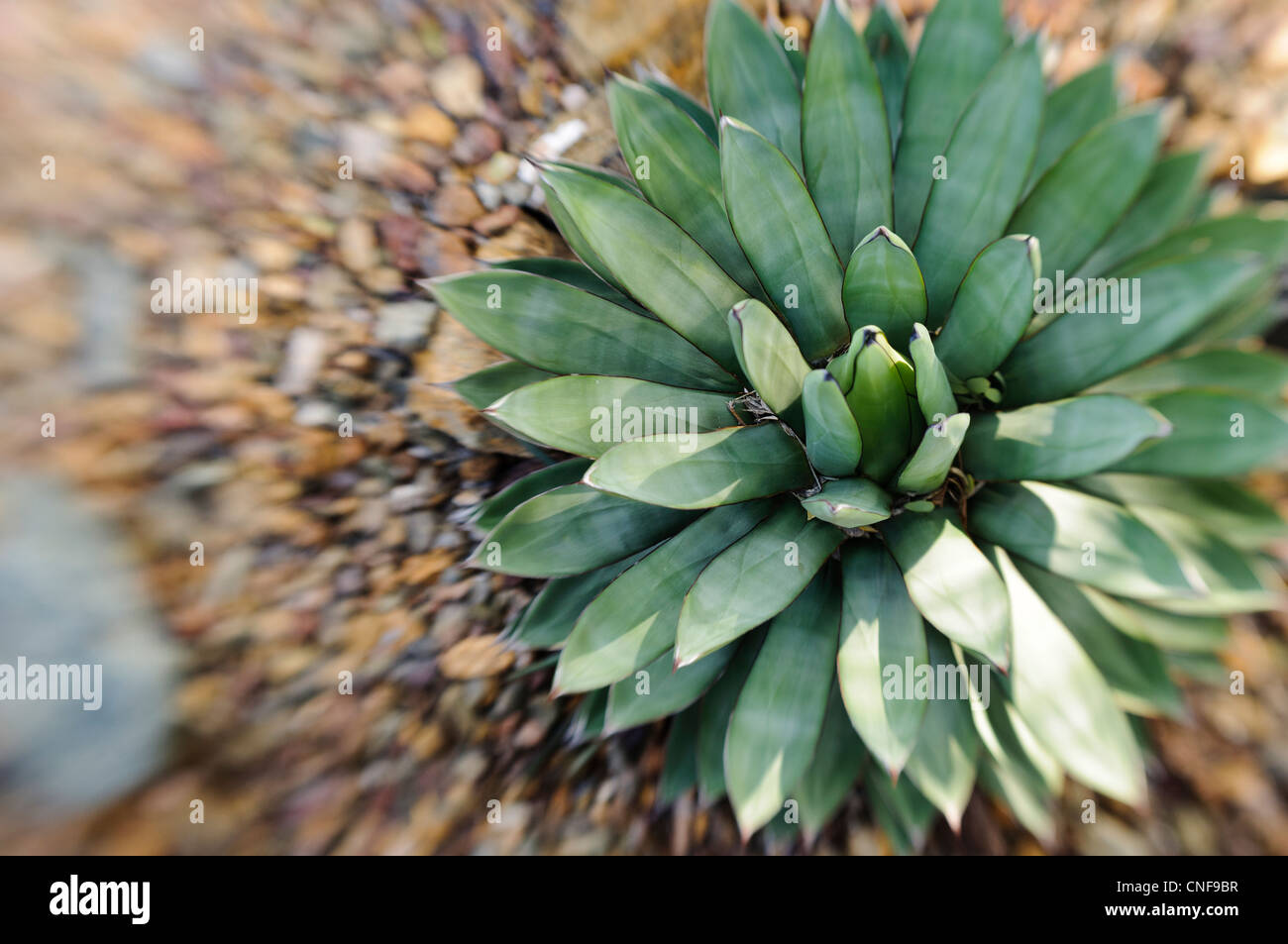 Agave macroacantha hi-res stock photography and images - Alamy