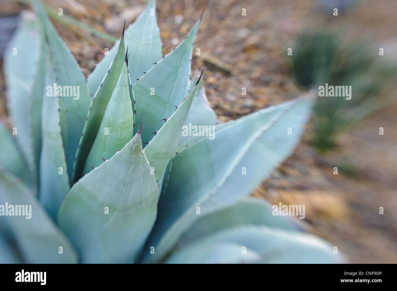 Whale Tongue Agave Stock Photo - Alamy