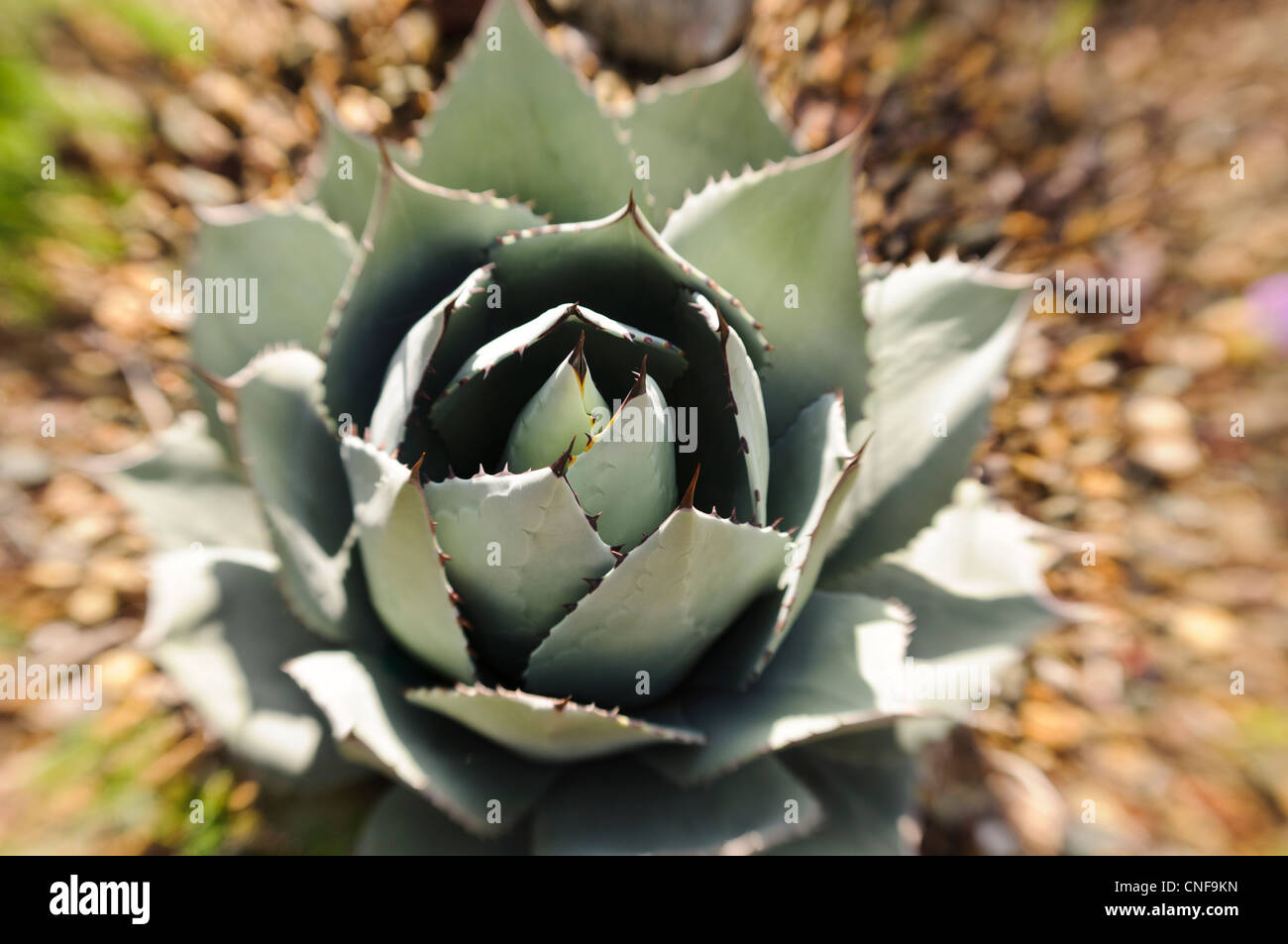 Parry's agave hi-res stock photography and images - Alamy