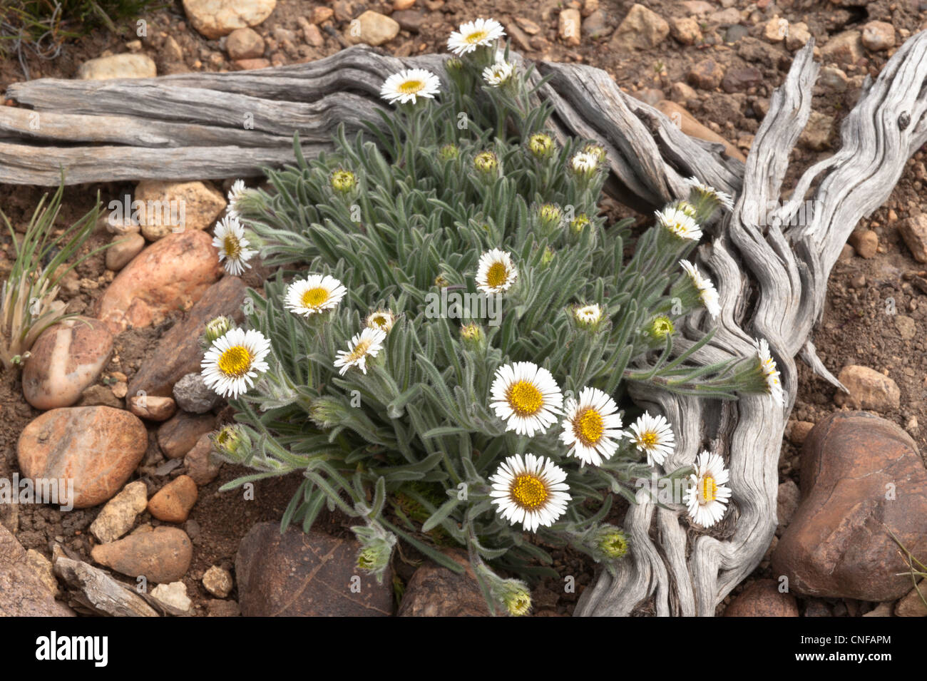 Symphyotrichum vahlii var. vahlii flowers road 40 from 28 de Noviembre ...