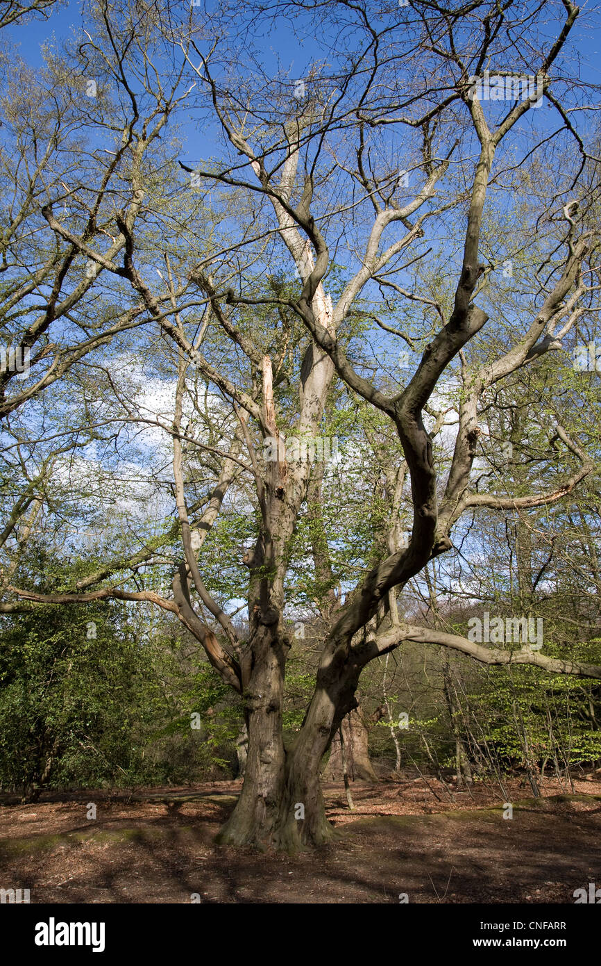 Ancient old trees woodland Epping Forest Stock Photo - Alamy