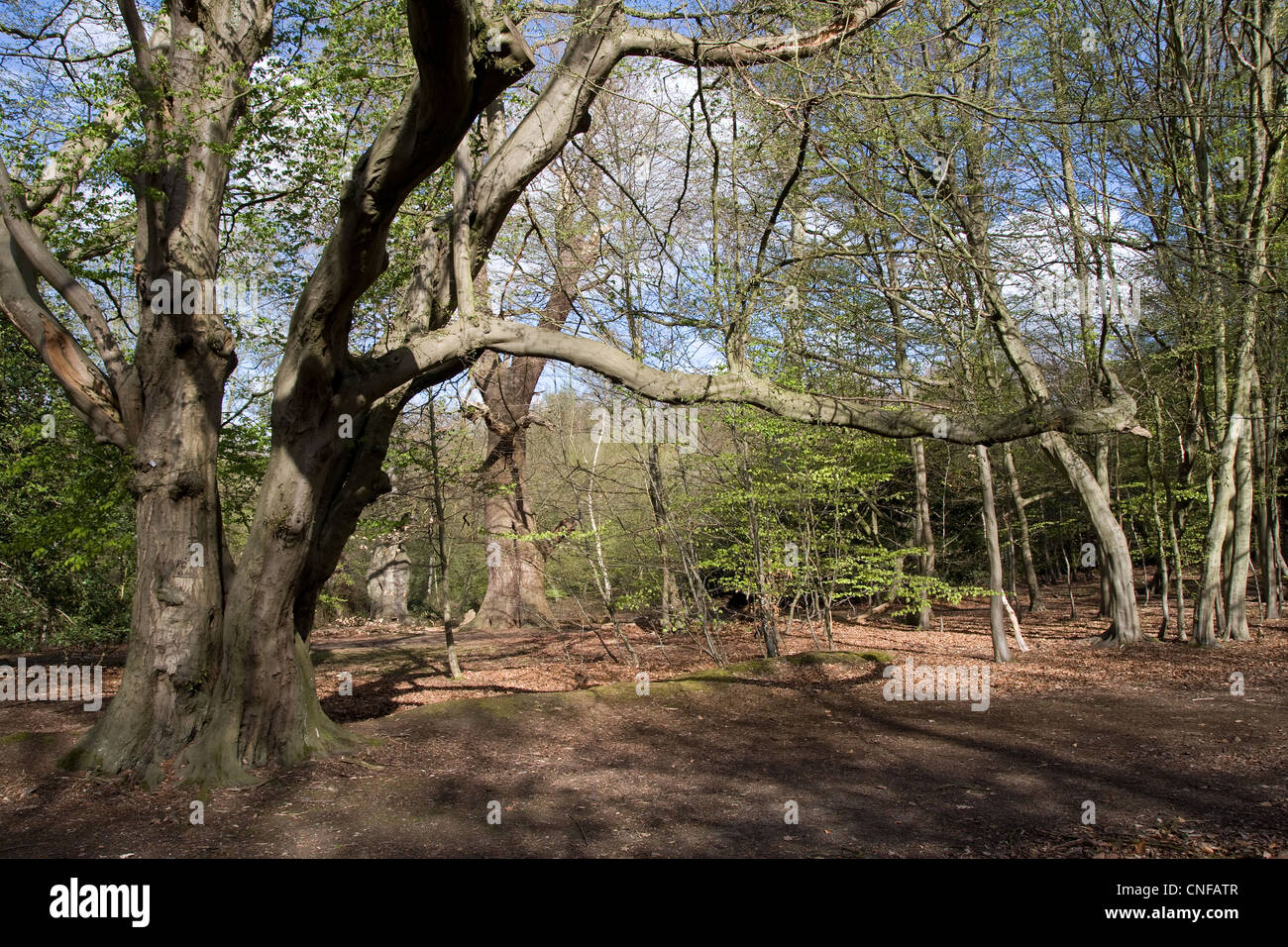 Ancient old trees woodland Epping Forest Stock Photo - Alamy